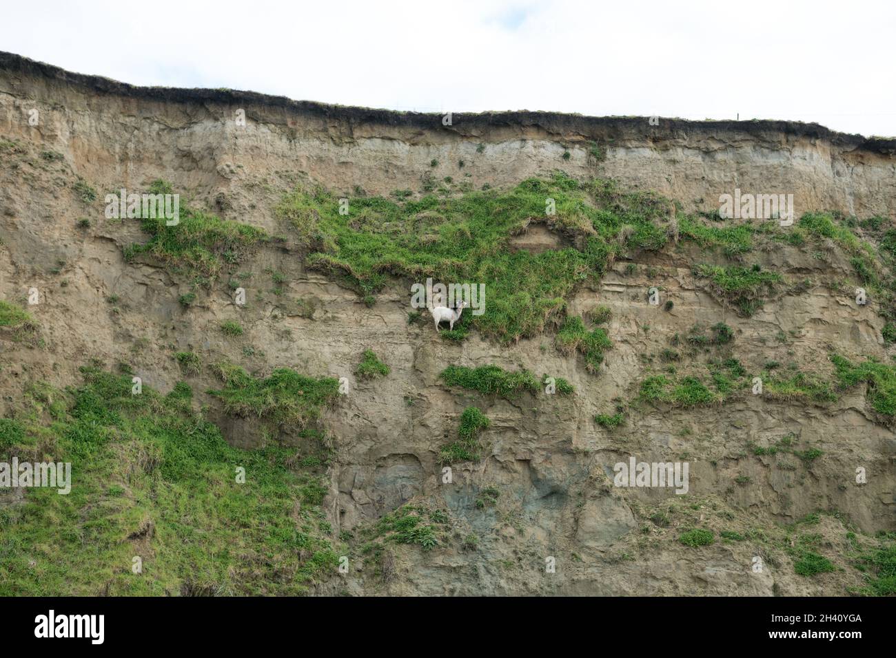 White Goat walking on a very steep cliff Stock Photo - Alamy