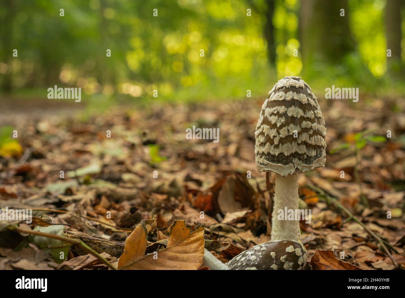 Magpie ink cap, Coprinopsis picacea, mid october on the floor of an ...