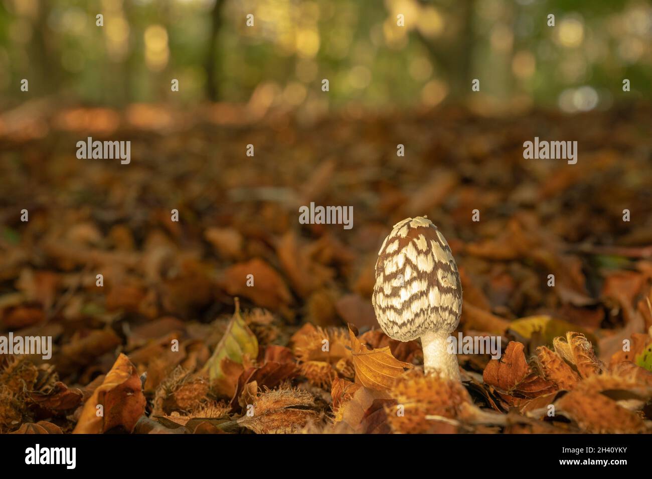 Magpie ink cap, Coprinopsis picacea, mid october on the floor of an ...