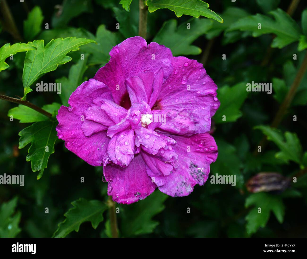 Double flowered hi-res stock photography and images - Alamy