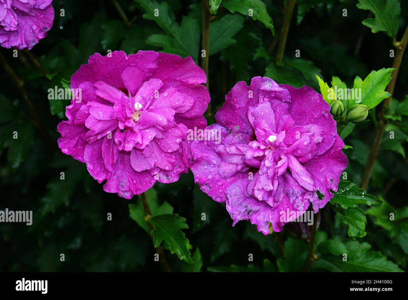 Hibiscus double-flowered variety Stock Photo - Alamy