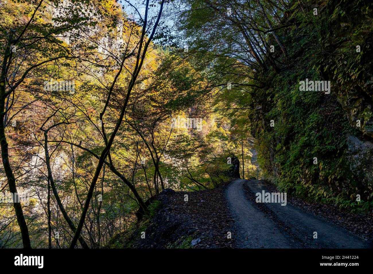 Rural Road in the autumnal forest and mountains morning time. Okutama ...