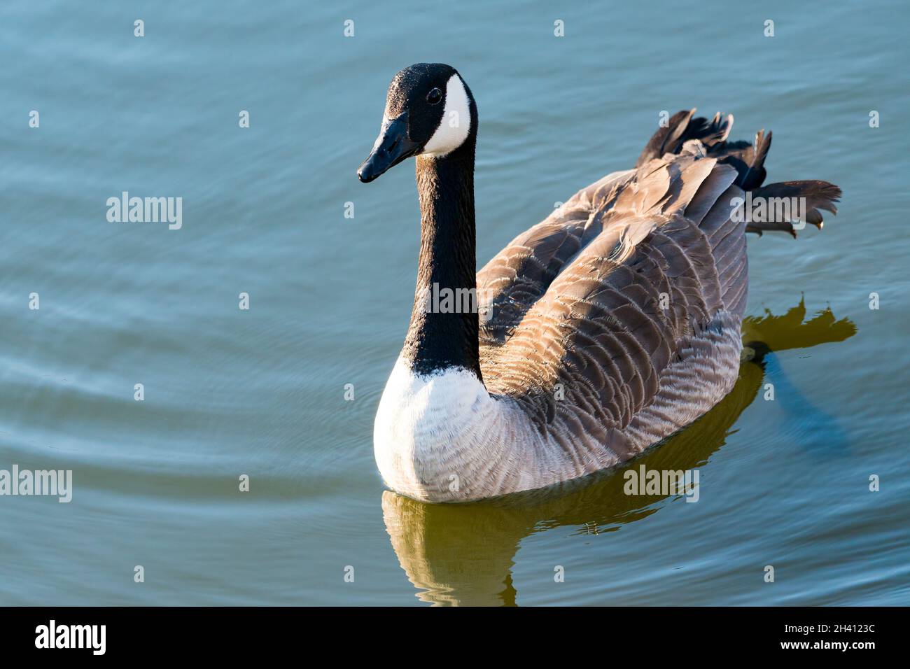 Cackling Canadian goose or Branta Canadensis swiming in the clear pond ...