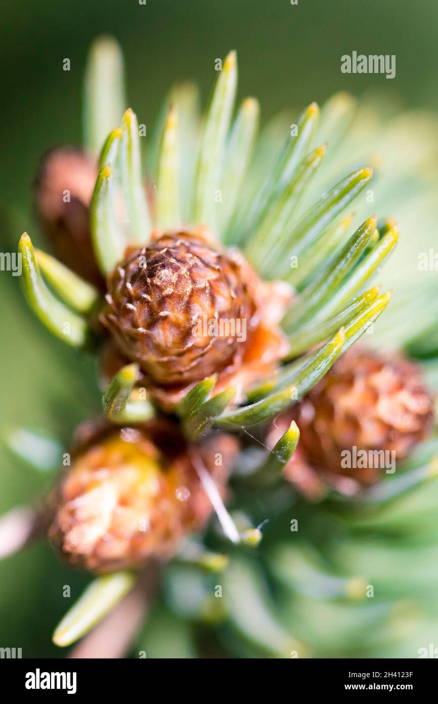 Blooming pine cones on tree branches due to hot Spring season arriving ...