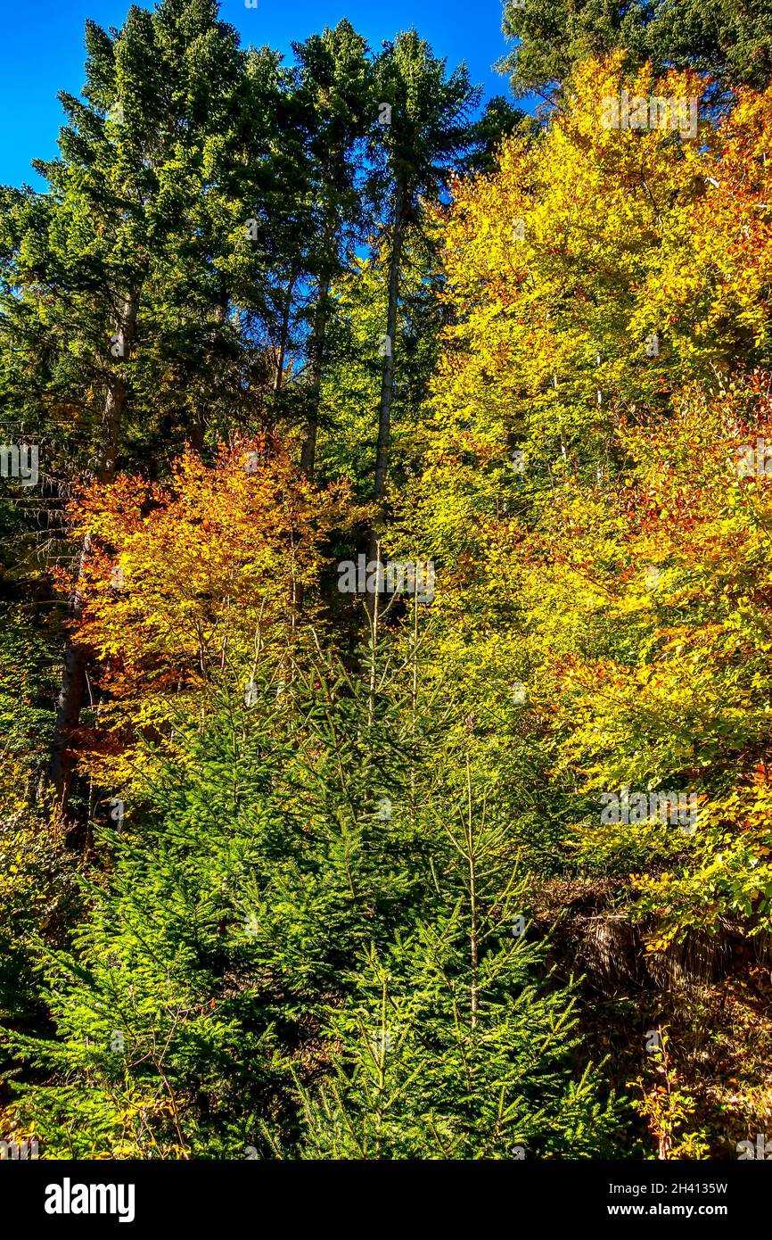 Autumn panorama background with colorful trees Stock Photo - Alamy