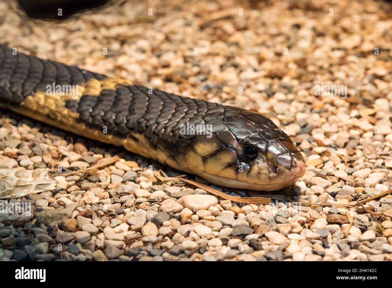 Cobra predator hi-res stock photography and images - Alamy