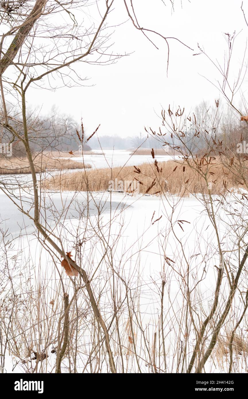 Winter landscape. Frozen river and snow. Dry reeds and snowy river ...