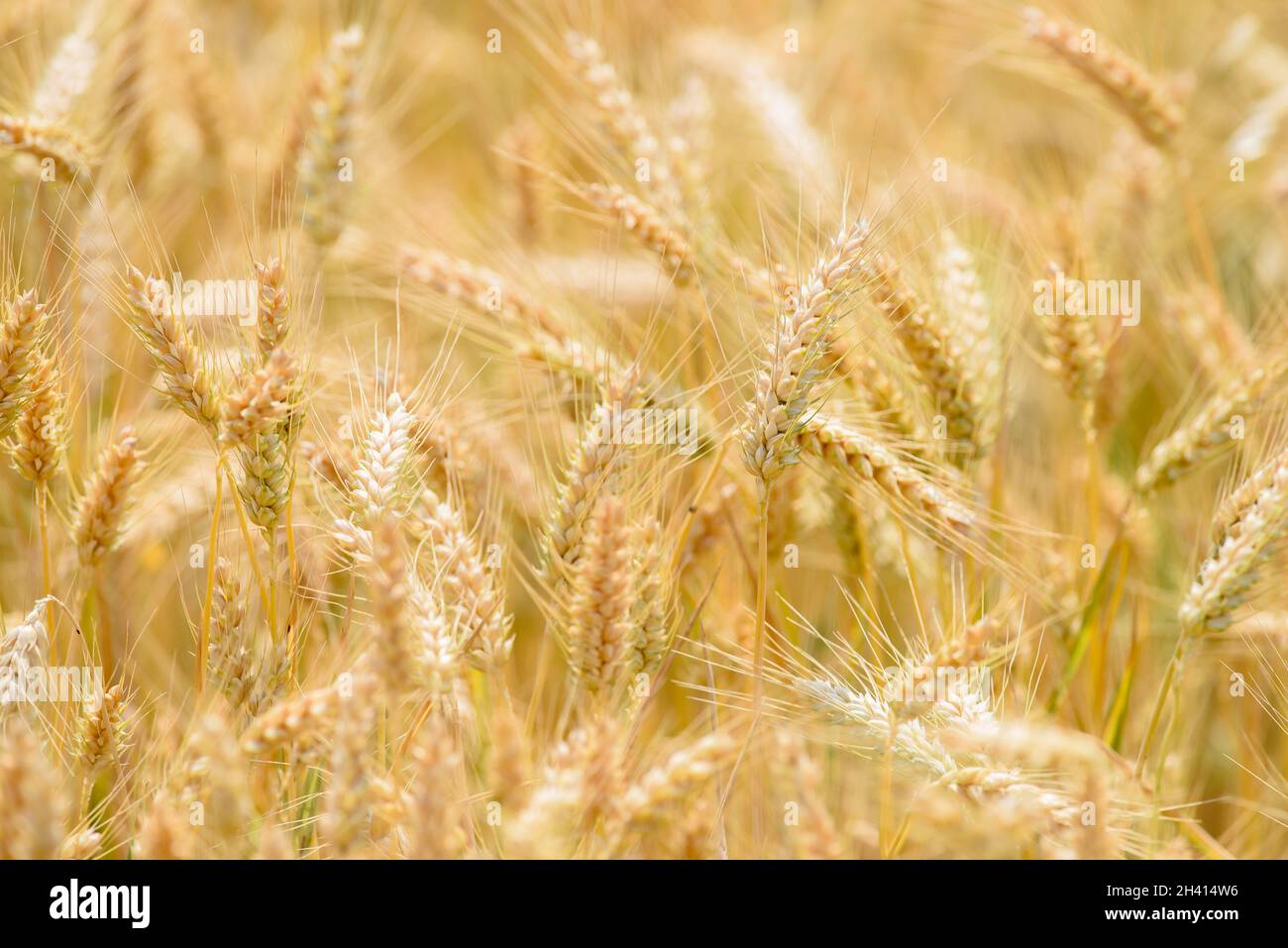 Spike of Wheat Stock Photo - Alamy
