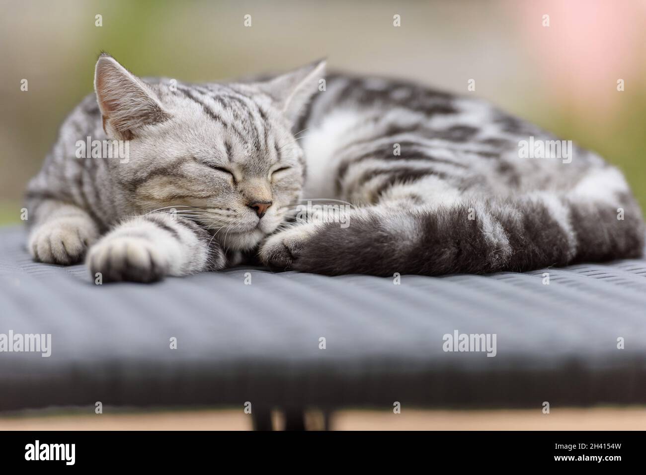 Silver scottish straight cat hi-res stock photography and images - Alamy