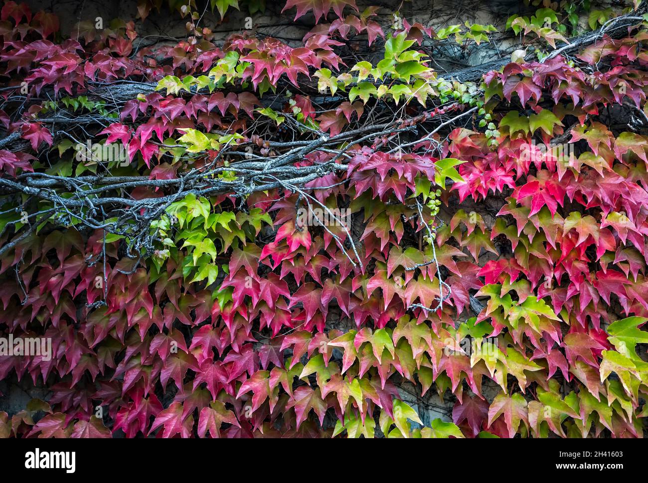 The wall covered with mix of red and green Boston ivy leaves or ...