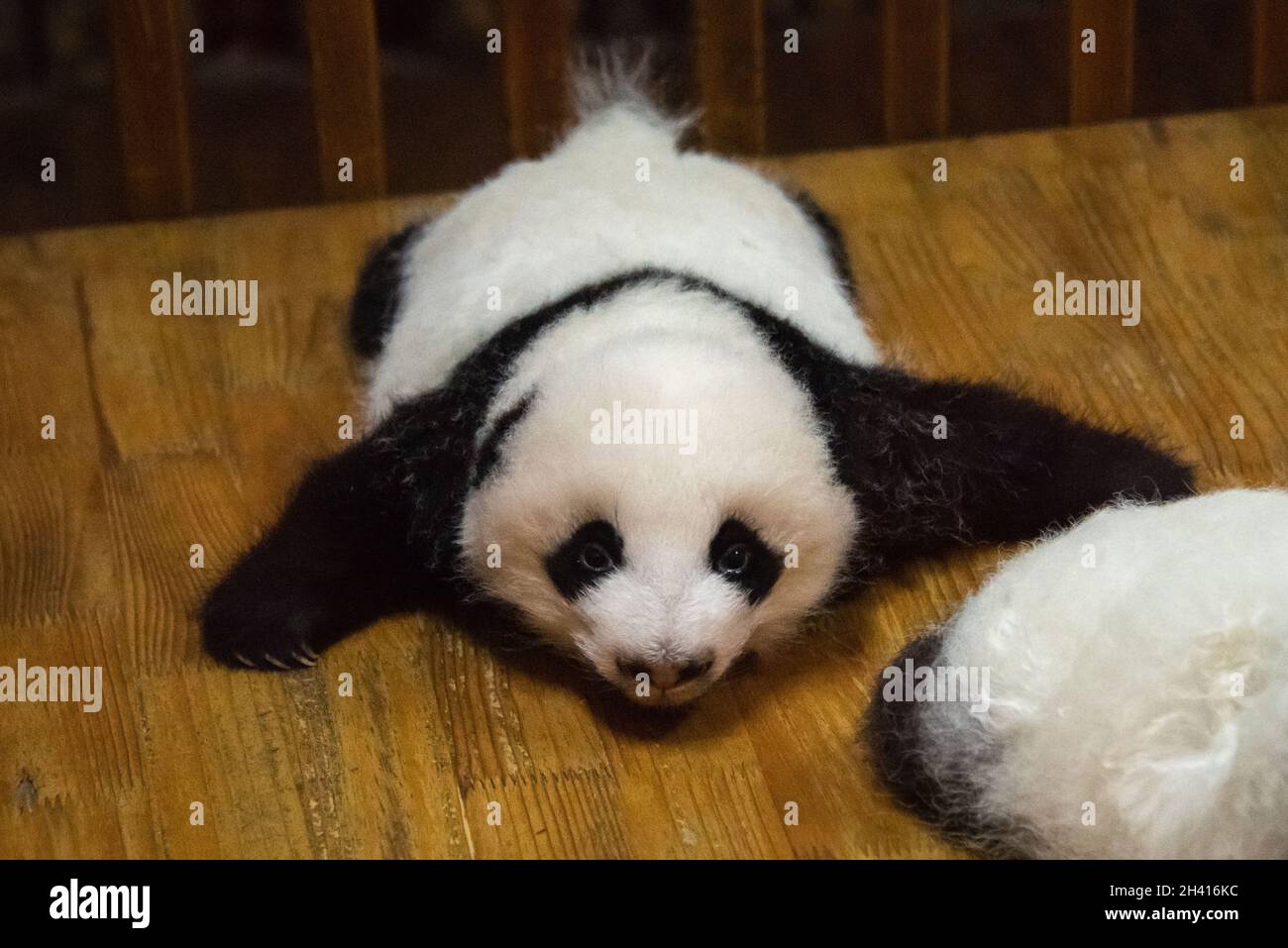 Cub of Panda Stock Photo - Alamy