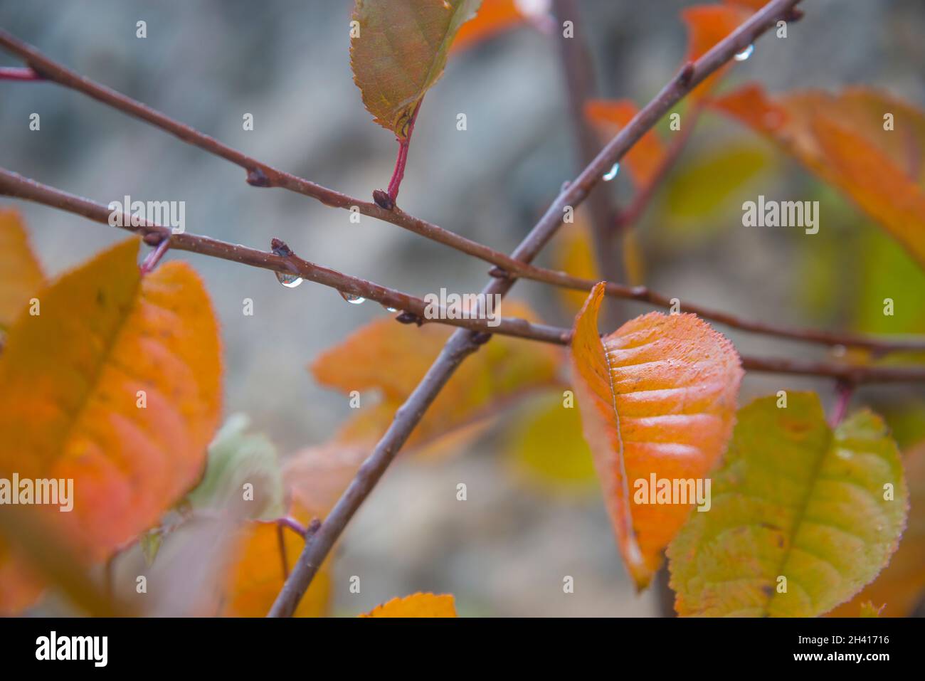 Hojas rama hi-res stock photography and images - Alamy