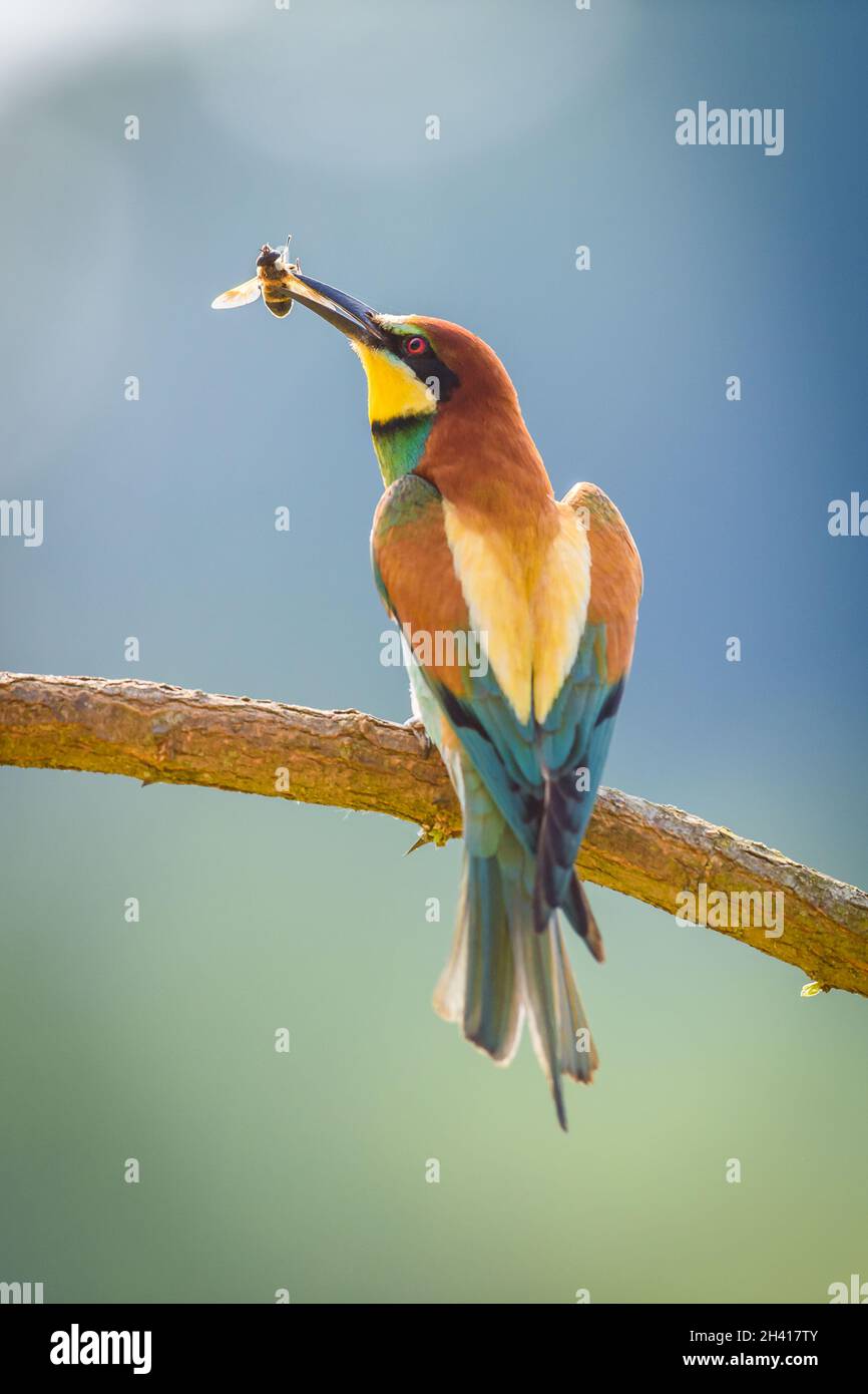 Bee-eater in natural Oasis Stock Photo - Alamy