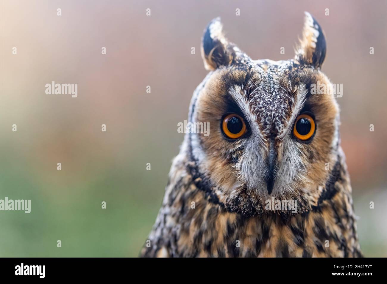 Front view portrait of Long-eared Owl closeup. Horizontally Stock Photo ...
