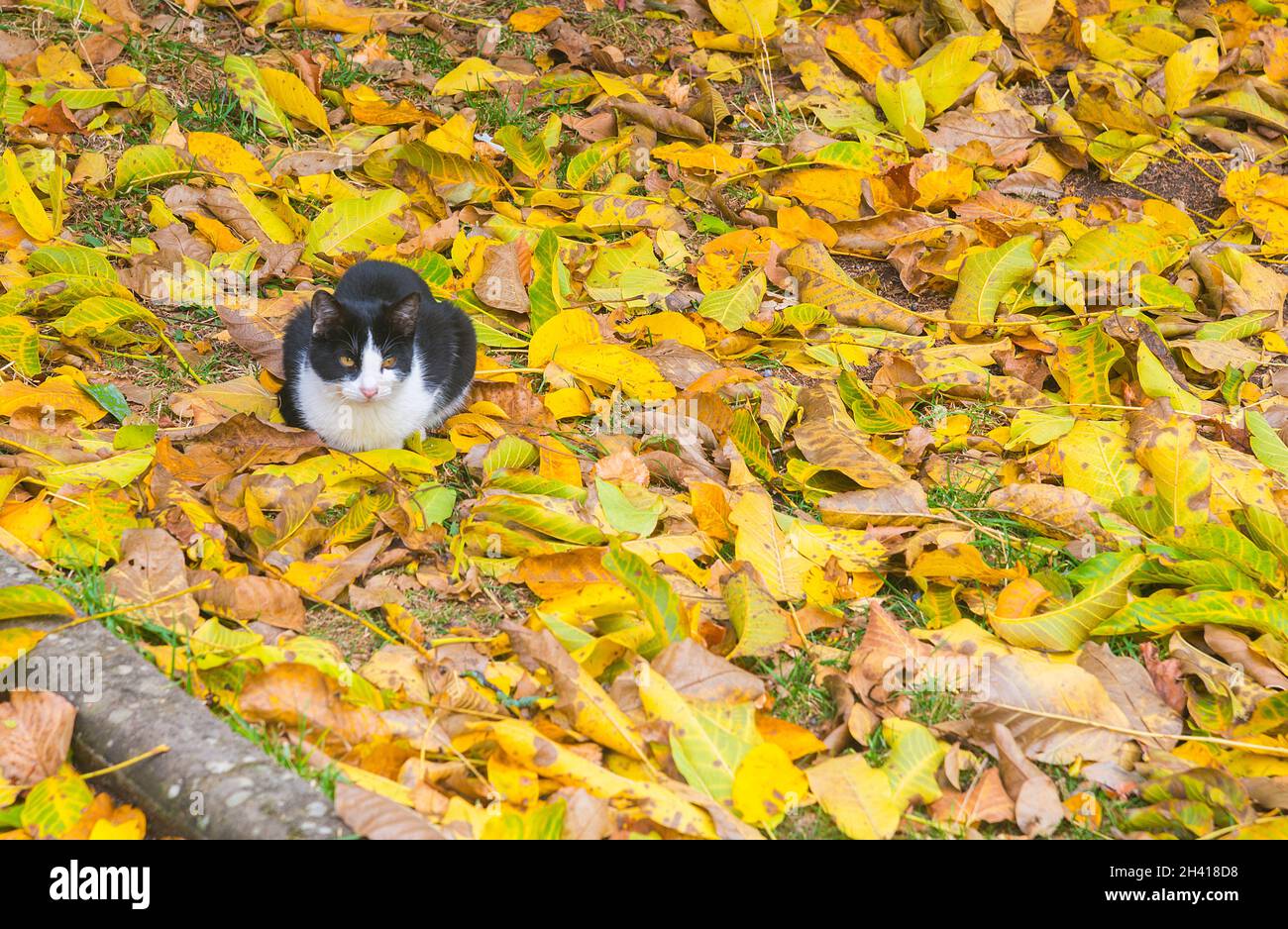 Black and white cat on fallen leaves Stock Photo - Alamy