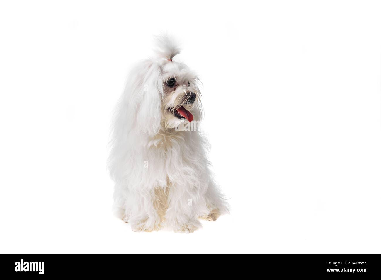 Beautiful and cute white bichon maltese dog over isolated background ...