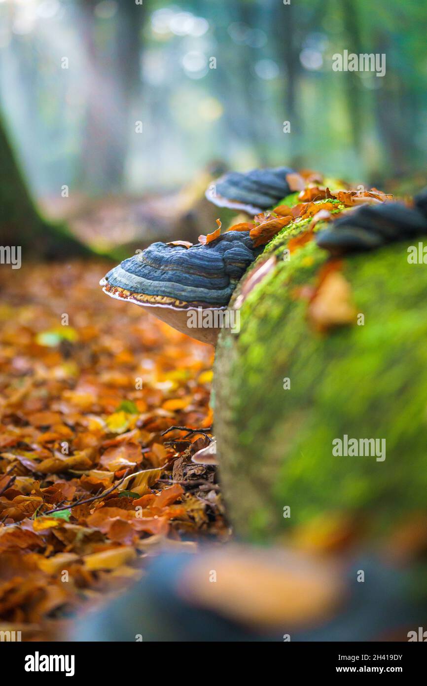 Large parasitic mushroom that grows on tree trunks, Fomes fomentarius. This mushroom is known by ...