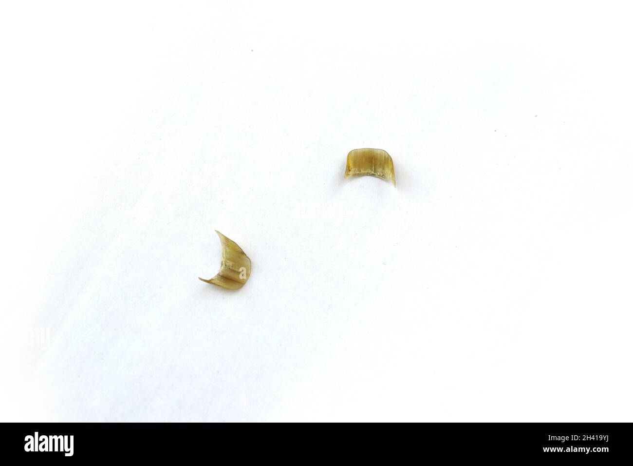 Dirty fingernail Cut Out Stock Images & Pictures - Alamy