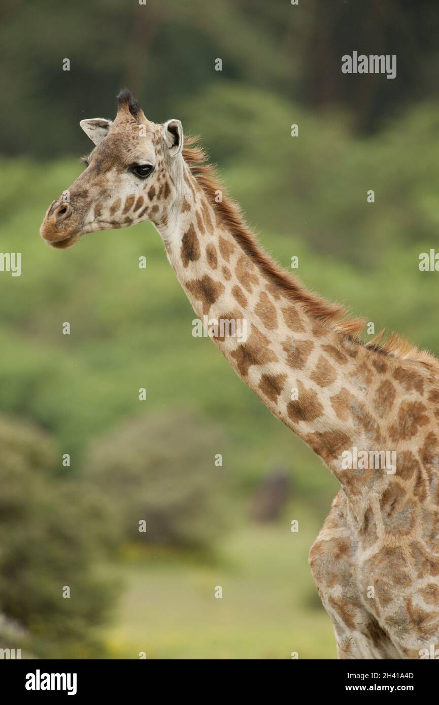 Close up masai giraffe hi-res stock photography and images - Alamy