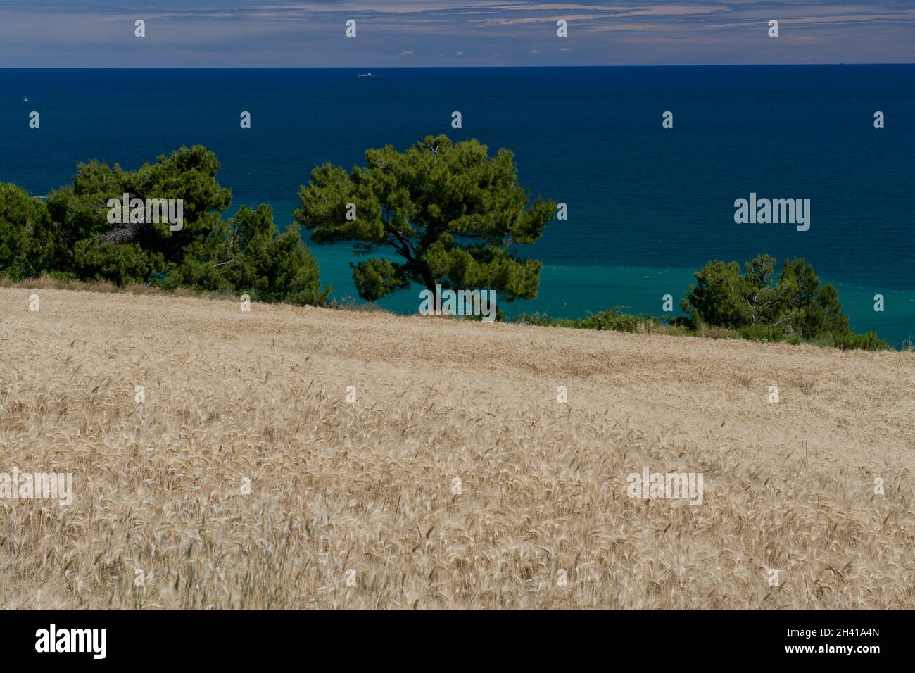 Cornfield over Portonovo Bay Stock Photo - Alamy