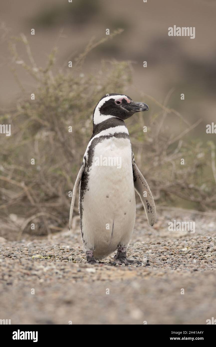 Banded penguin hi-res stock photography and images - Alamy