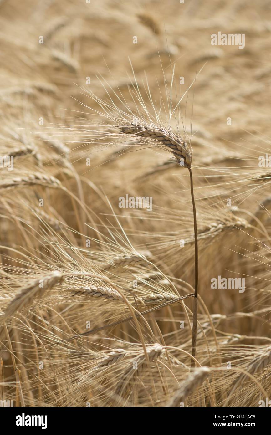 Spike of Wheat Stock Photo - Alamy