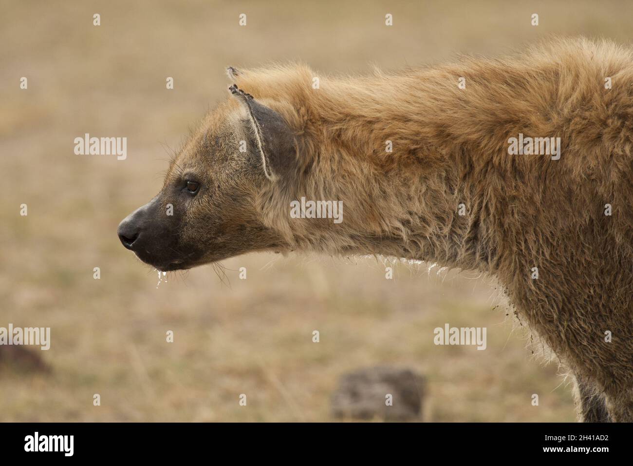 Hyena profile hi-res stock photography and images - Alamy
