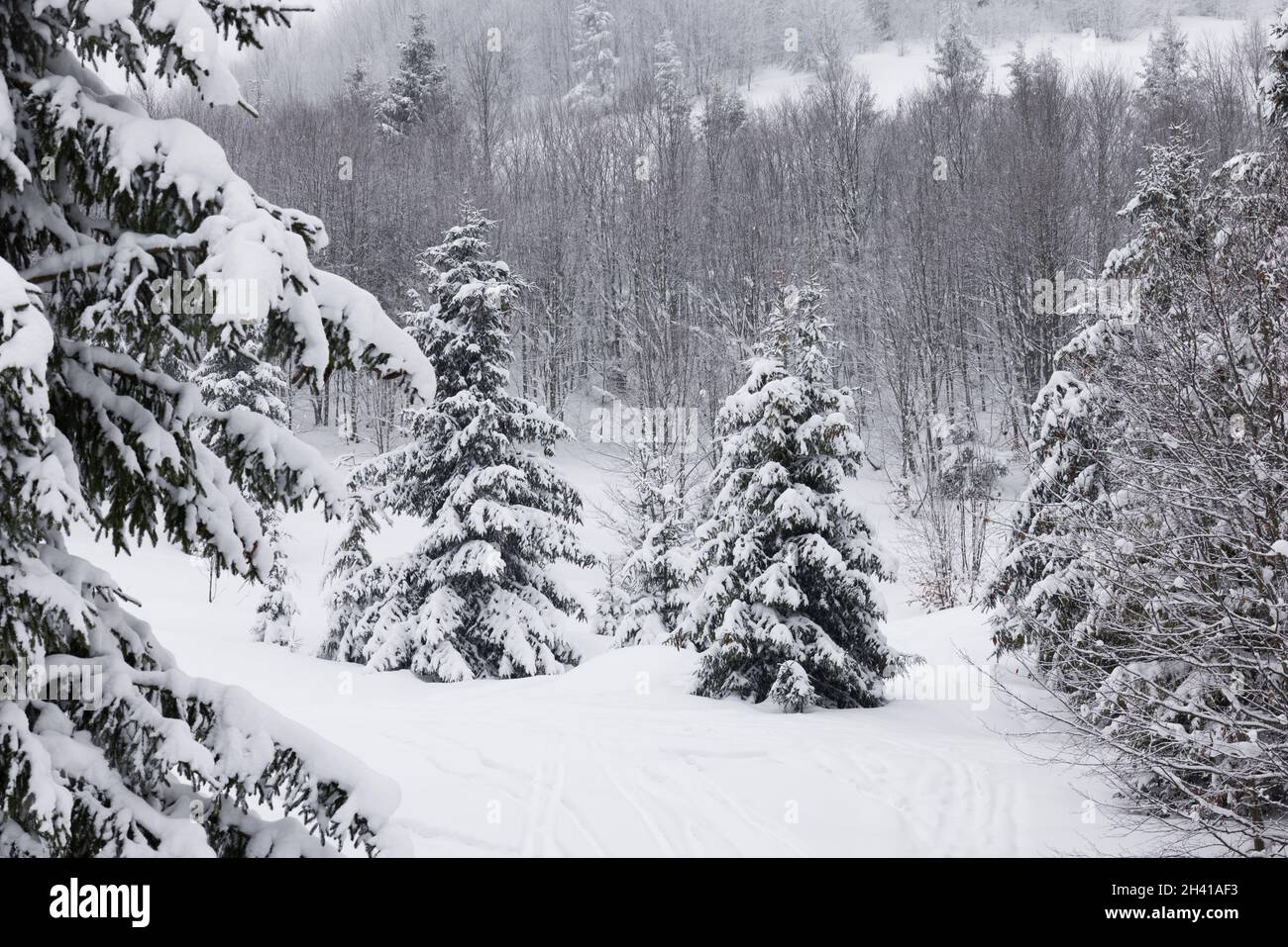 Harsh winter landscape beautiful snowy fir trees Stock Photo - Alamy