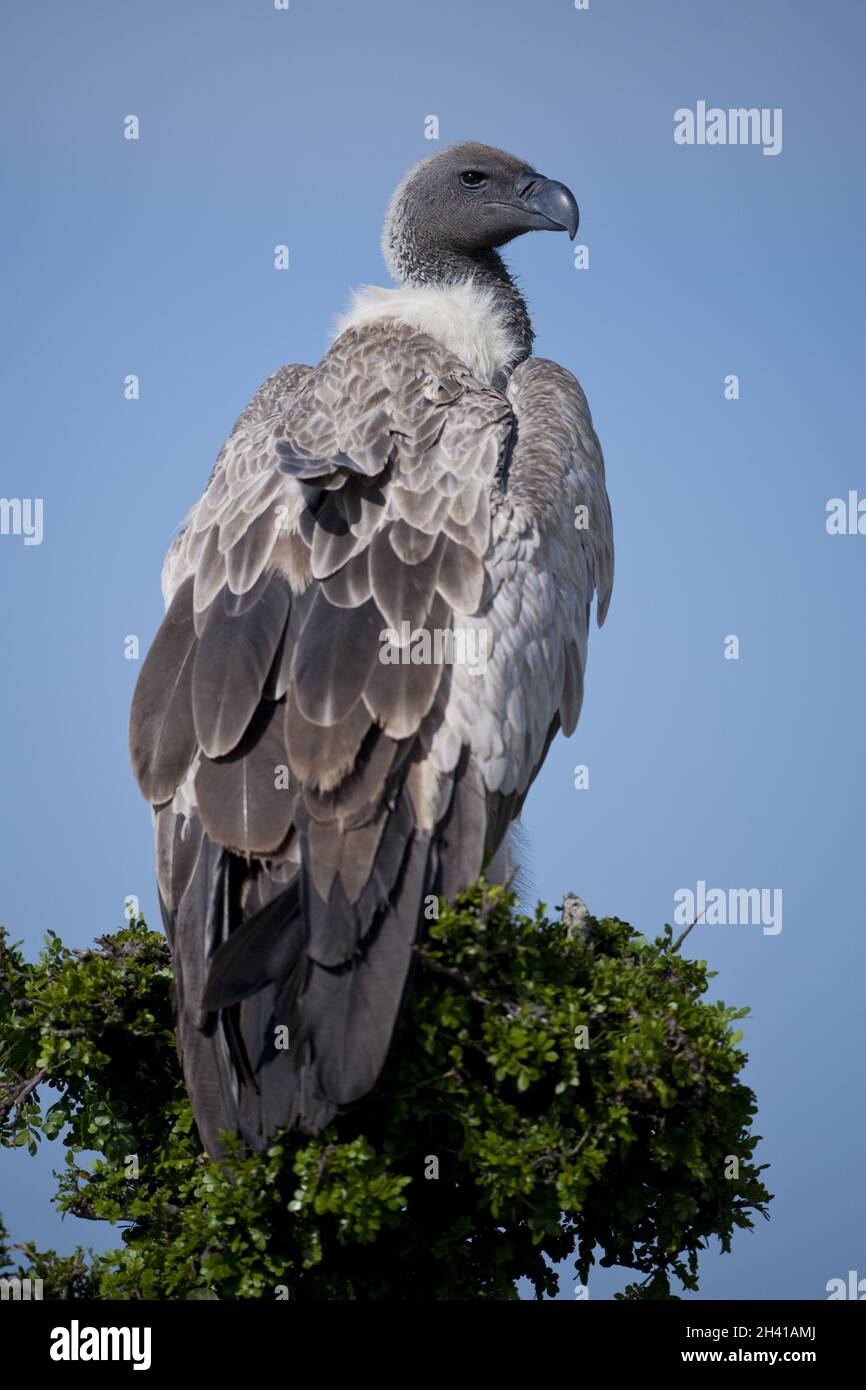 African old world vulture hi-res stock photography and images - Alamy