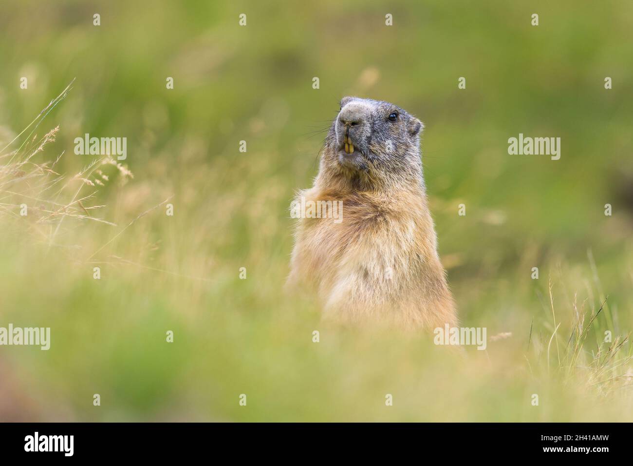 Groundhog of the Dolomites Stock Photo - Alamy