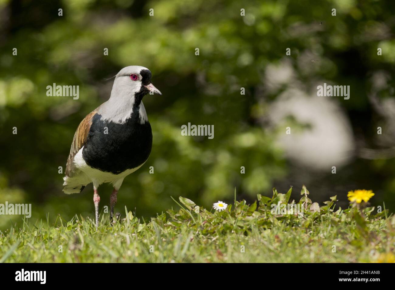 Cayenne lapwing hi-res stock photography and images - Alamy