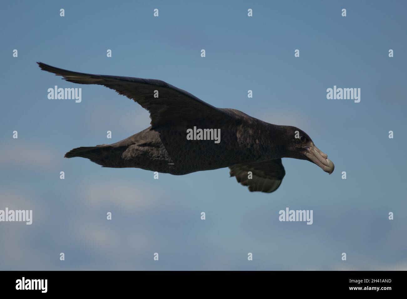 Southern Giant Petrel flying Stock Photo - Alamy