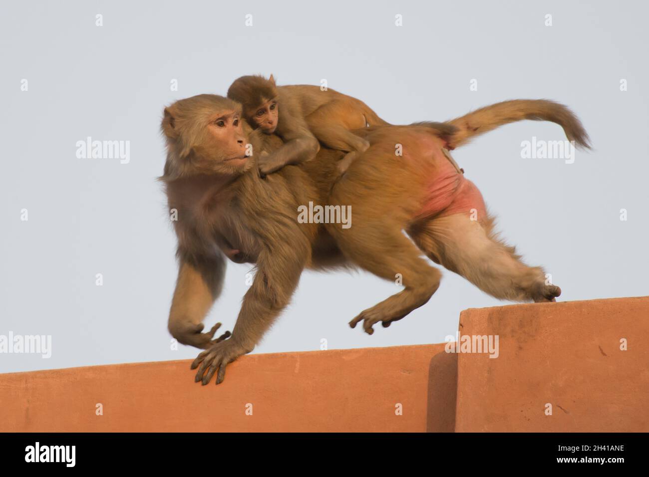 Macaque monkey cub hi-res stock photography and images - Alamy