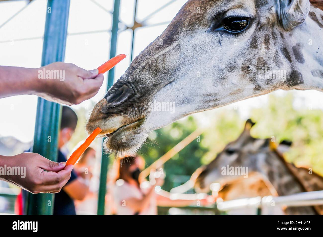 Ilocos Sur Province. 31st Oct, 2021. People feed giraffes at the ...