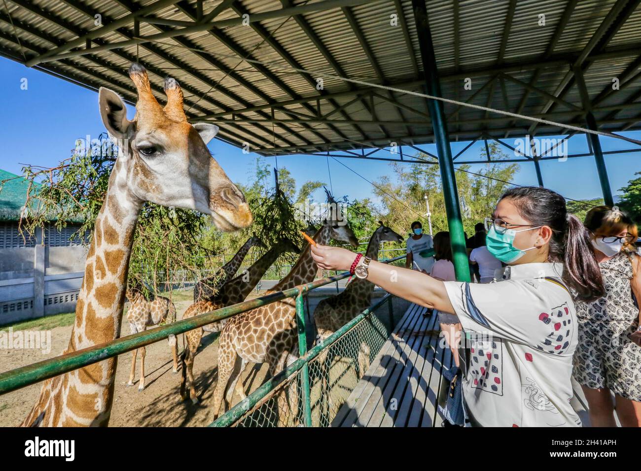 Ilocos Sur Province. 31st Oct, 2021. People feed giraffes at the ...