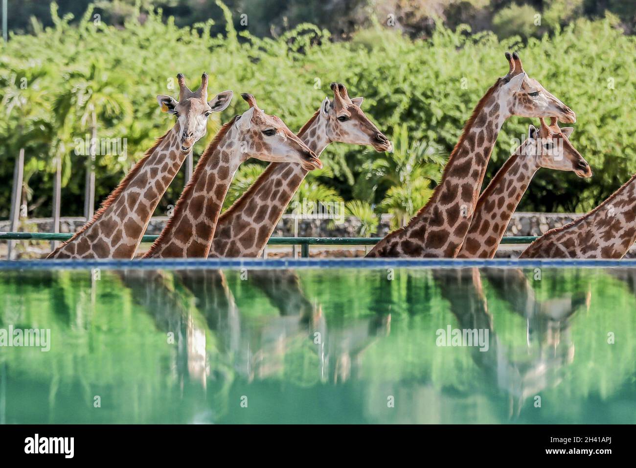 Ilocos Sur Province. 31st Oct, 2021. Giraffes are seen at the Baluarte ...