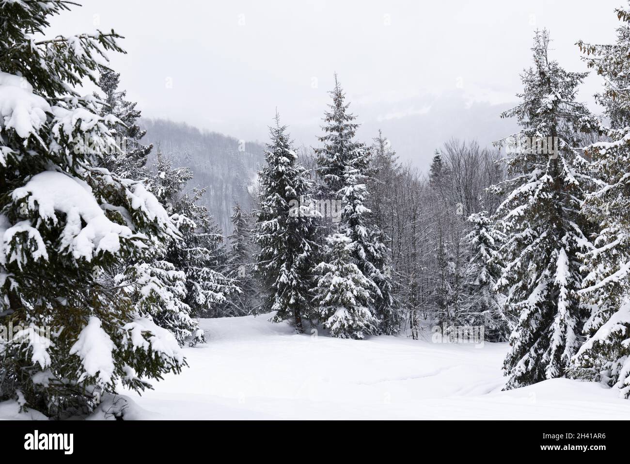 Harsh winter landscape beautiful snowy fir trees Stock Photo - Alamy