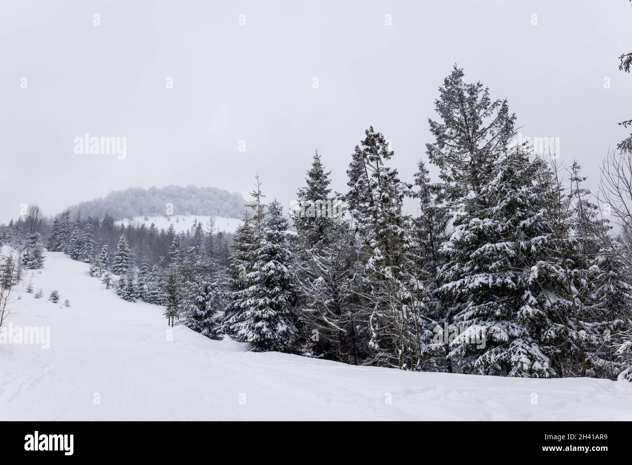Harsh winter landscape beautiful snowy fir trees Stock Photo - Alamy