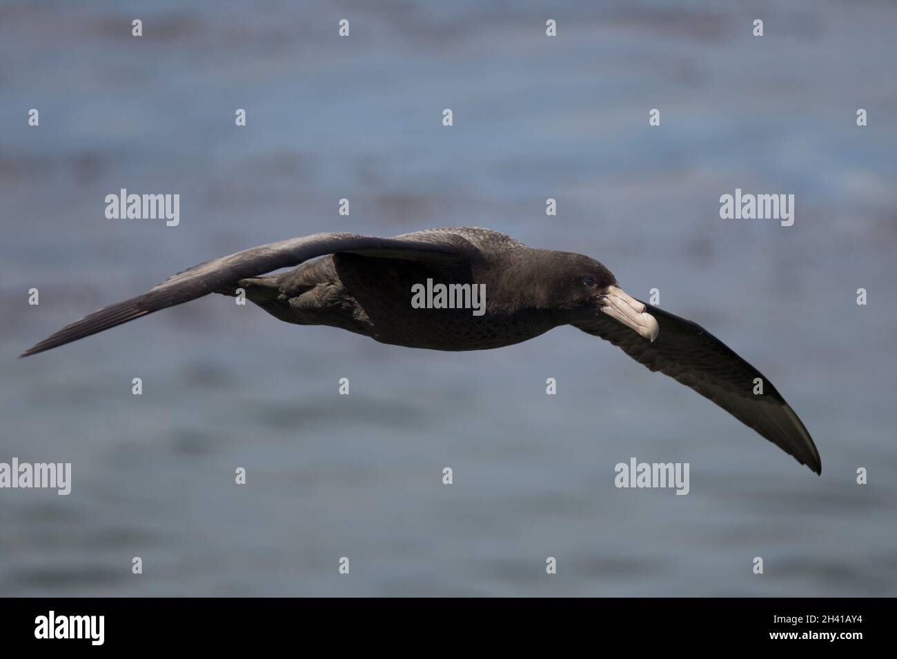 Southern Giant Petrel flying Stock Photo - Alamy