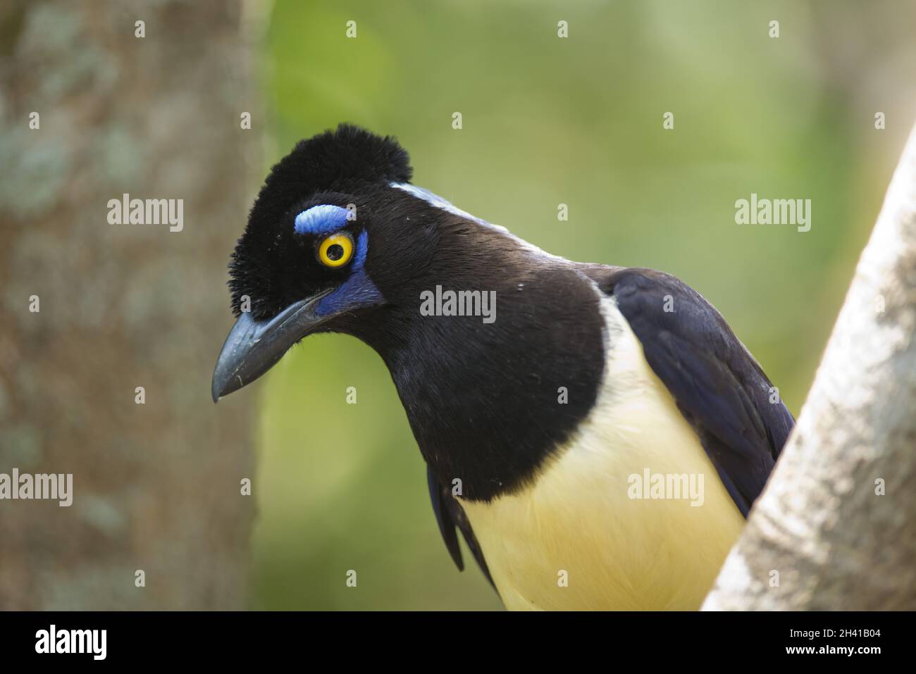 Crested blue jay hi-res stock photography and images - Alamy