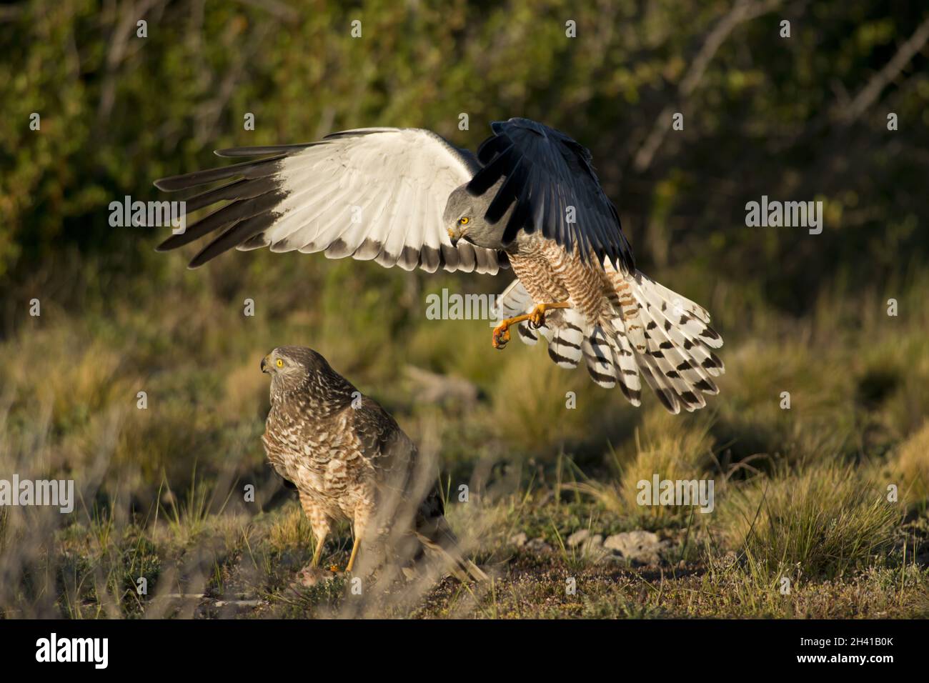 Attacking falcon hi-res stock photography and images - Alamy