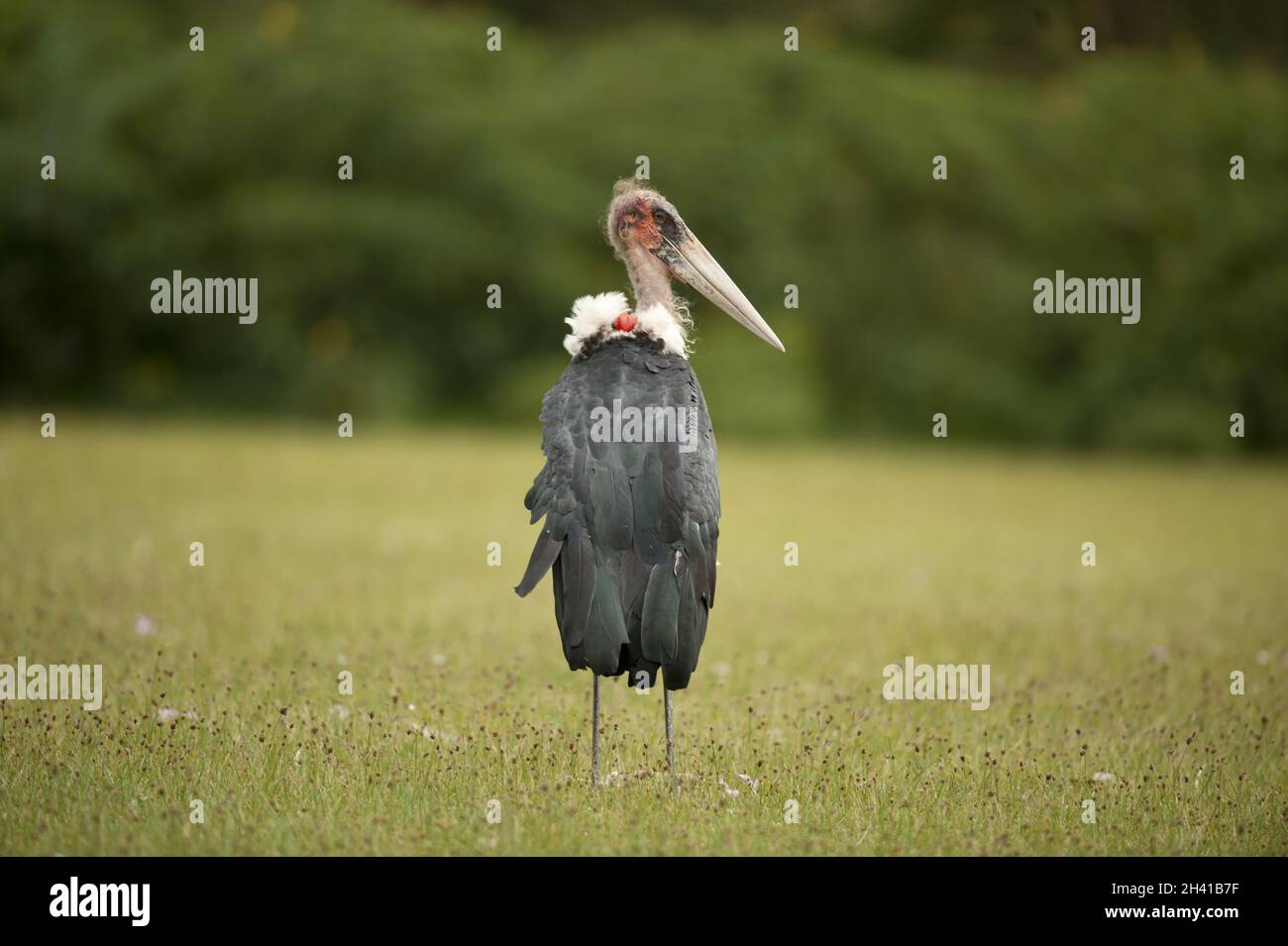 African marabou stork hi-res stock photography and images - Alamy
