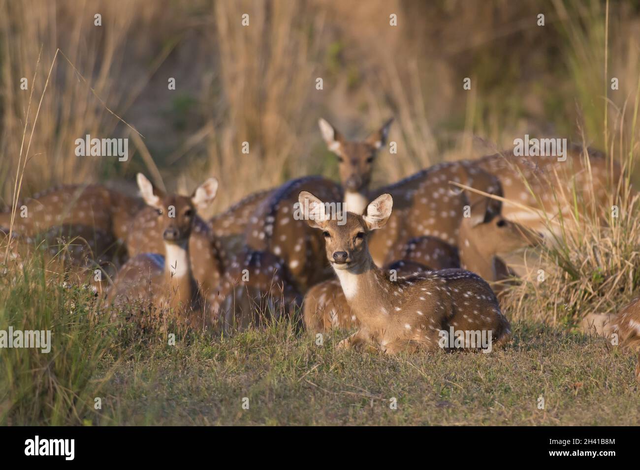 Buck chital hi-res stock photography and images - Alamy