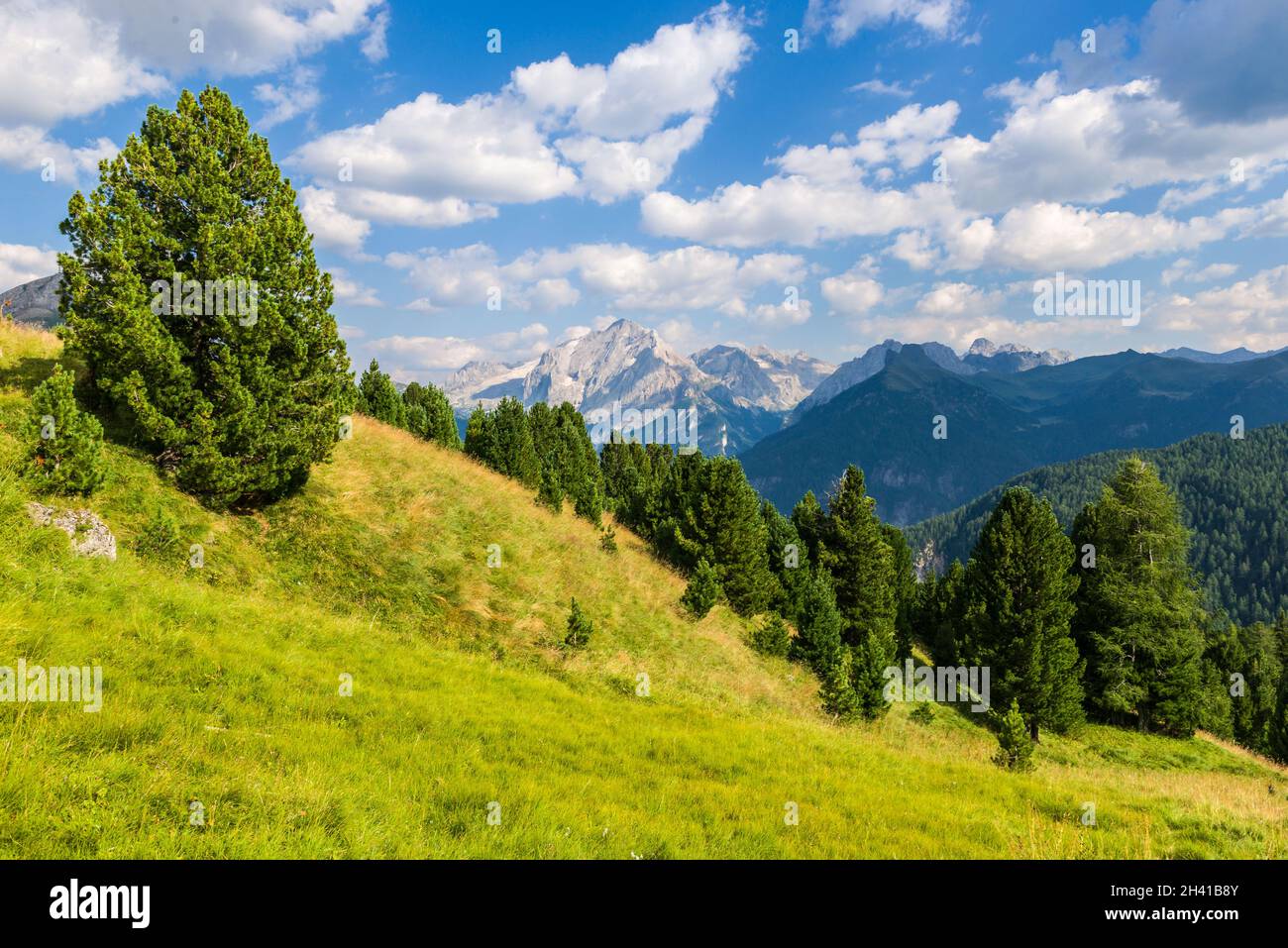 Forest in the Dolomites Stock Photo - Alamy