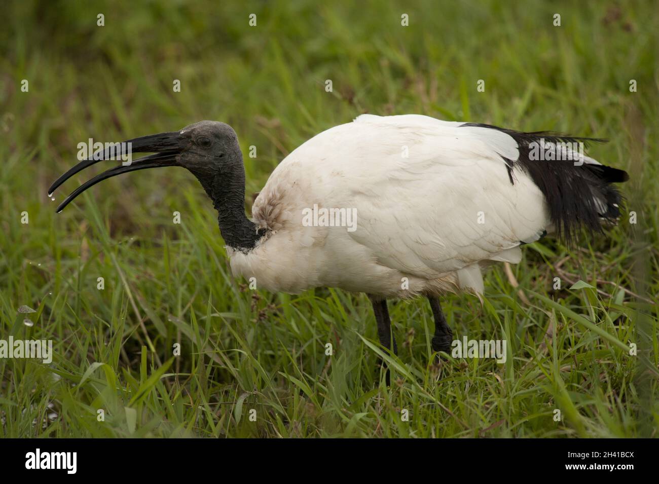 African sacred ibis hi-res stock photography and images - Alamy