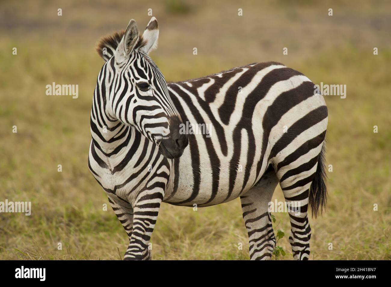 Zebra young stripes hi-res stock photography and images - Alamy