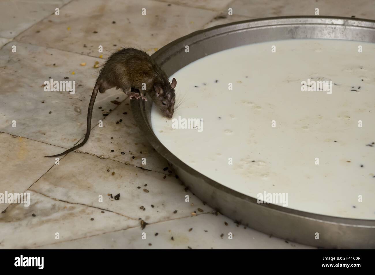 Karni mata rat temple hi-res stock photography and images - Alamy