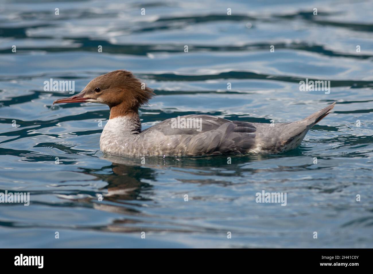 Female goosander hi-res stock photography and images - Alamy