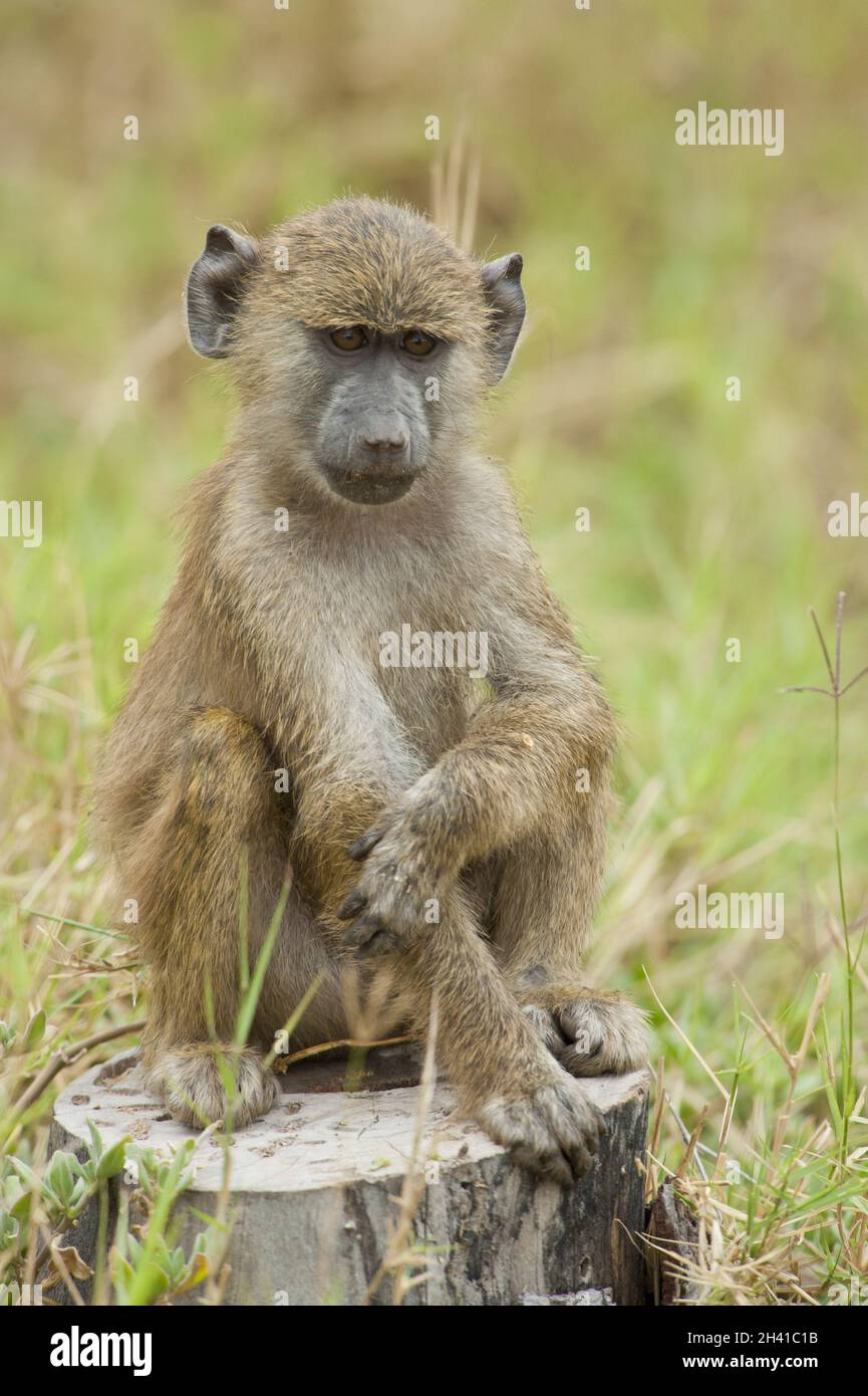 Baboon with cub hi-res stock photography and images - Alamy