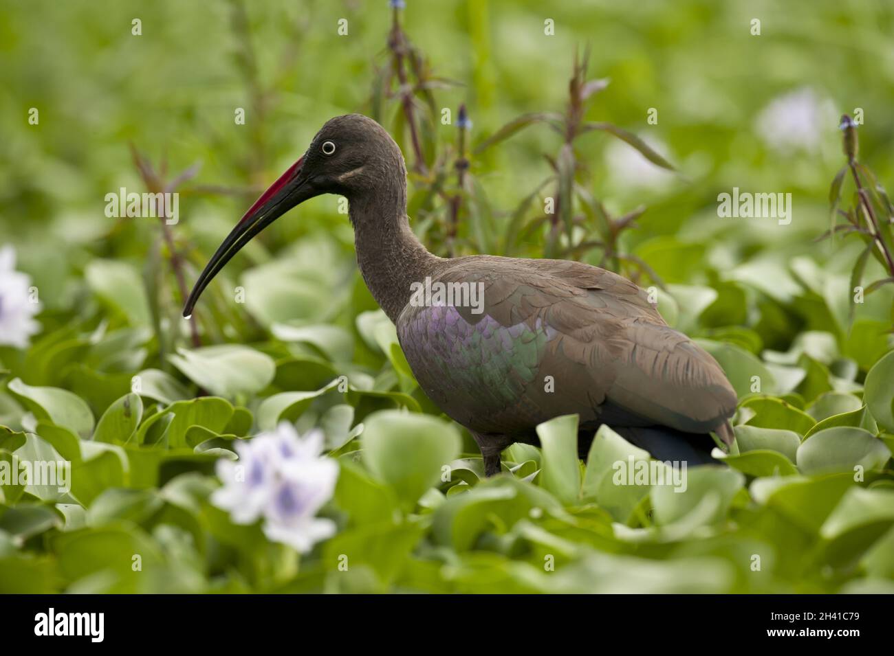 Hadada ibis africa hi-res stock photography and images - Alamy